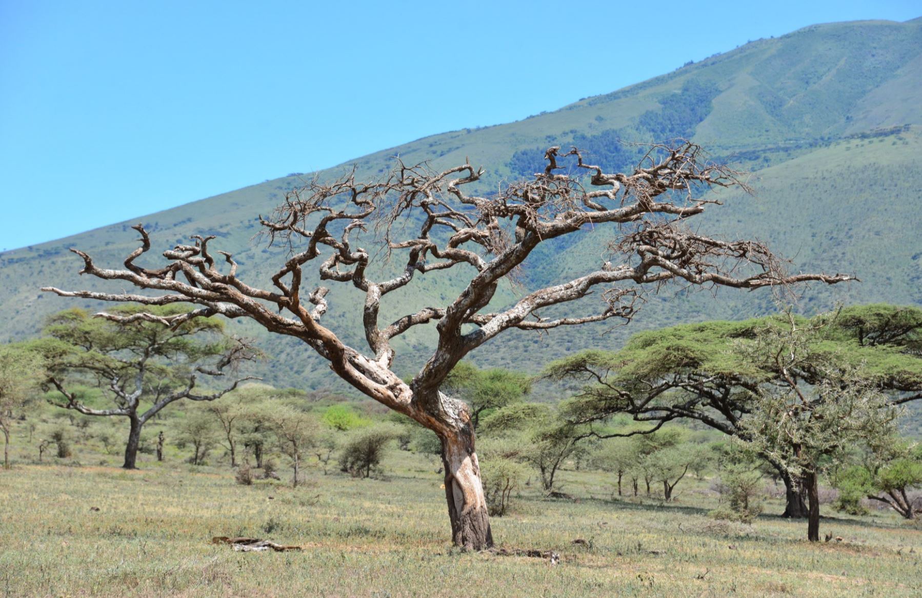 Cap Tree – Carpe diem!